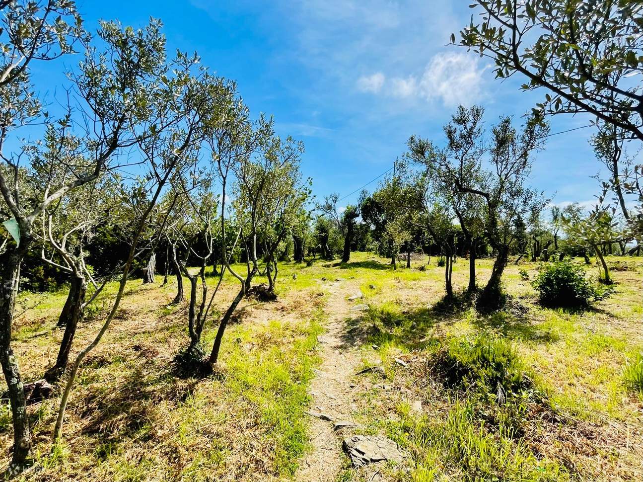 Hiking through the Geosites, terraces, and history of the 5 Terre ...