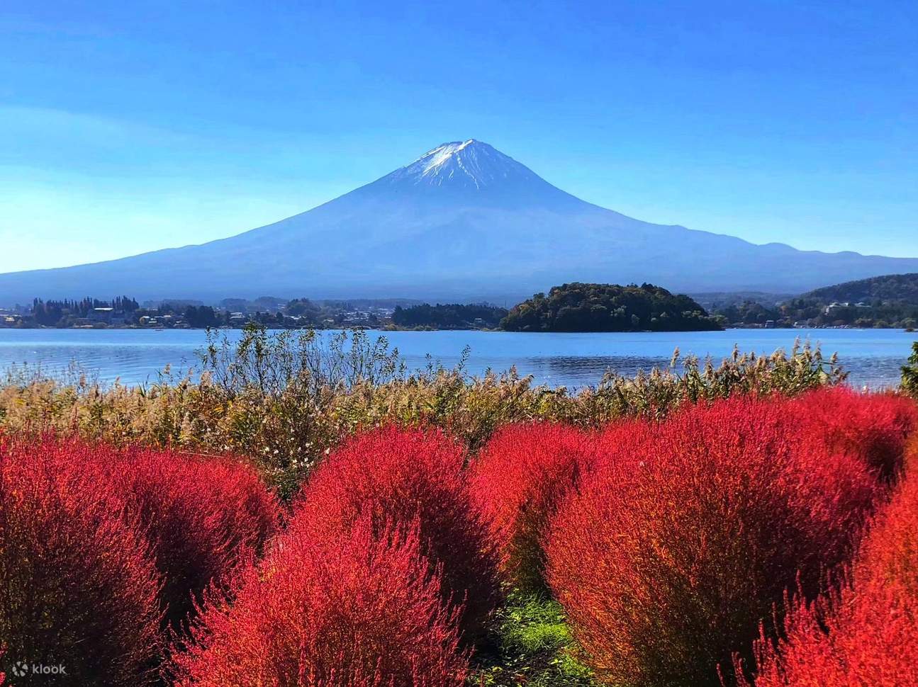 Oishi Park e Mt. Fuji Tour in autobus di un giorno con raccolta di ...