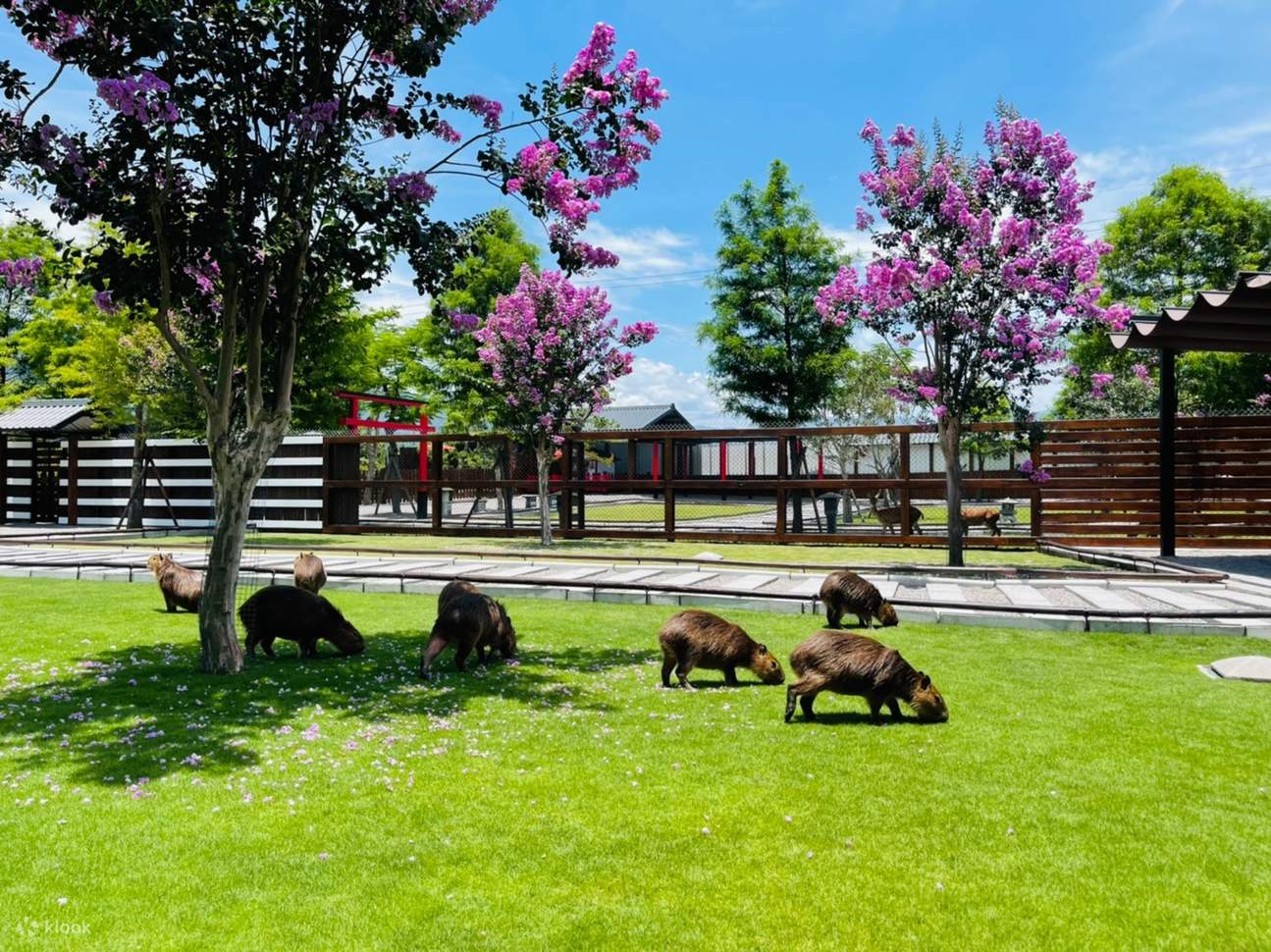 Zhang Mei Ama’s Farm Ticket in Yilan - Klook Singapore