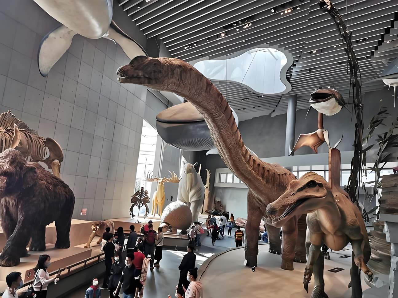 Shanghai Natural History Museum Half-Day Tour (2-hour in-depth course ...