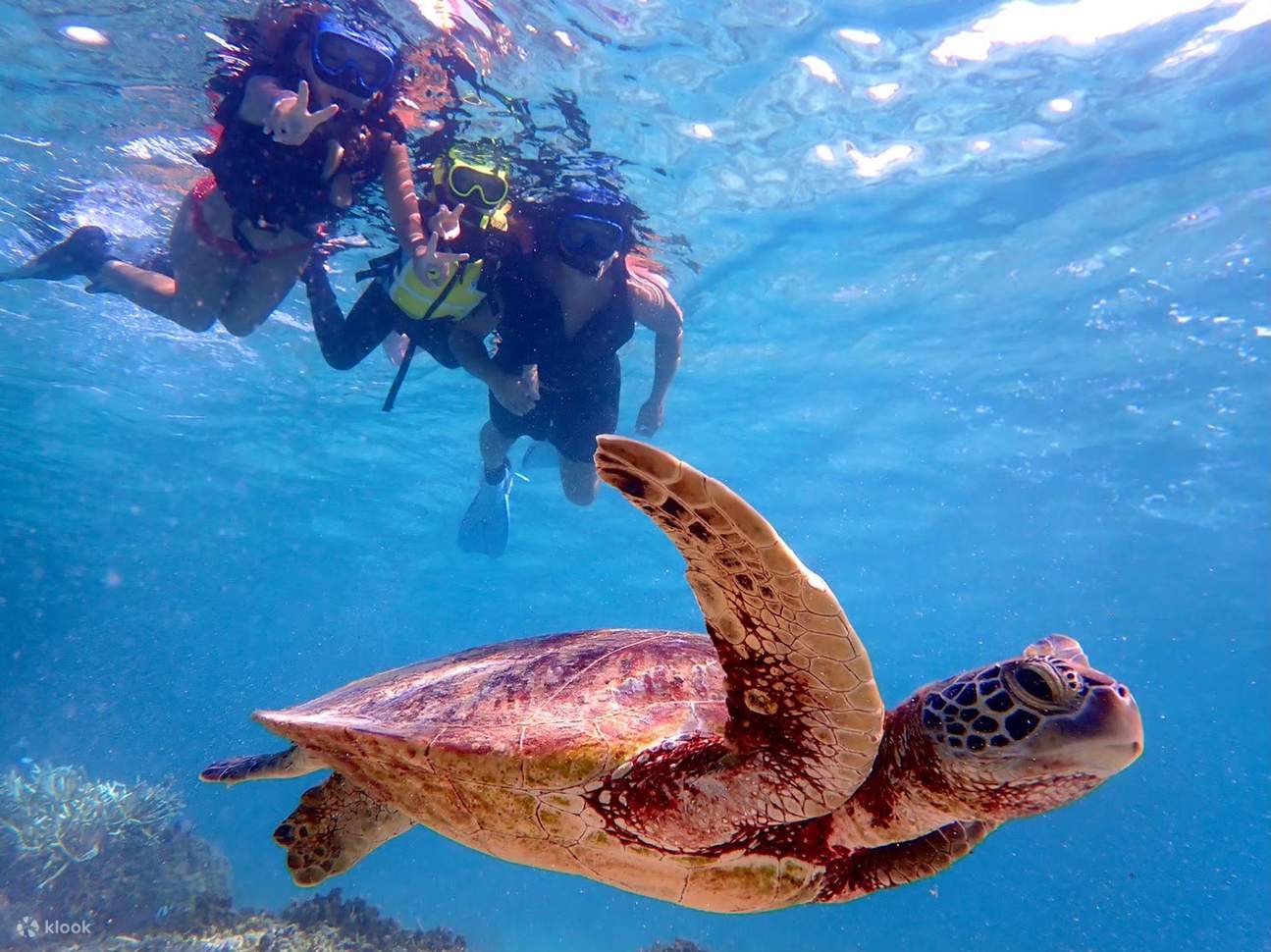 Miyakojima Sea Turtle Snorkeling & Beach SUP or Canoeing Full Day/Half ...