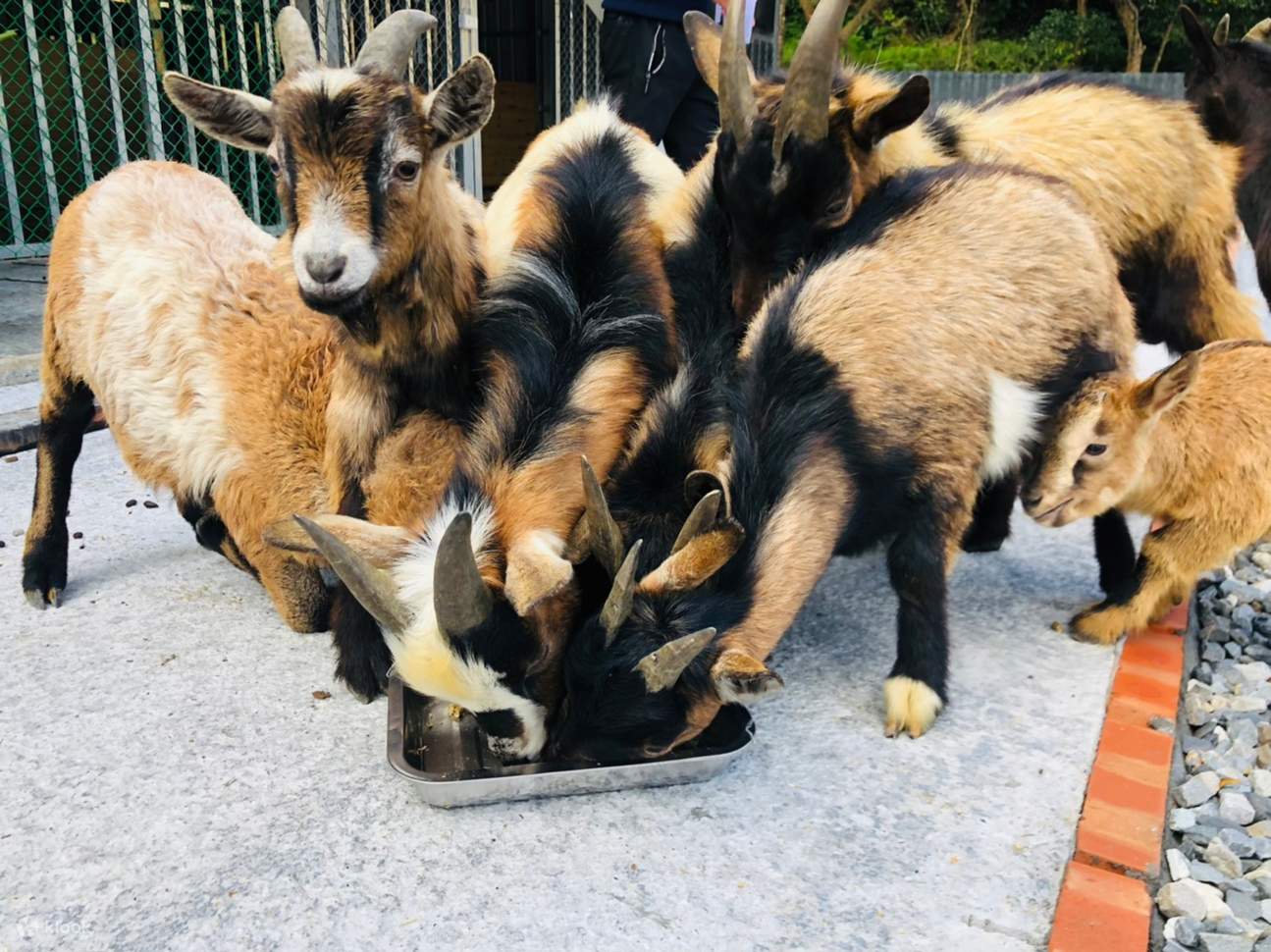 Changpi Lake Fairy Village: Lovely Zoo Area Package - Klook