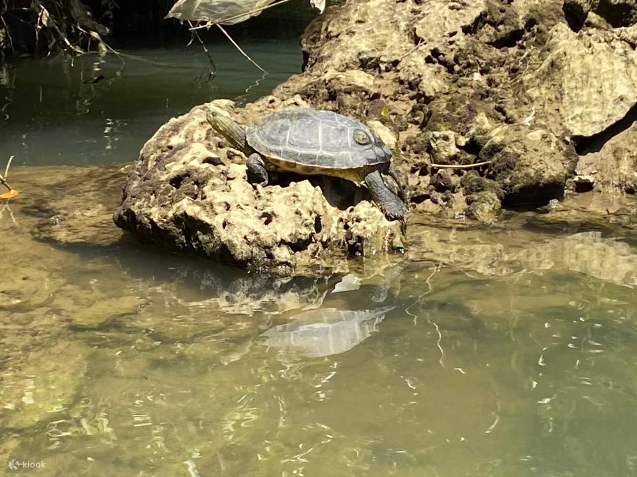 Mangrove Kayak tour in Okinawa - Klook