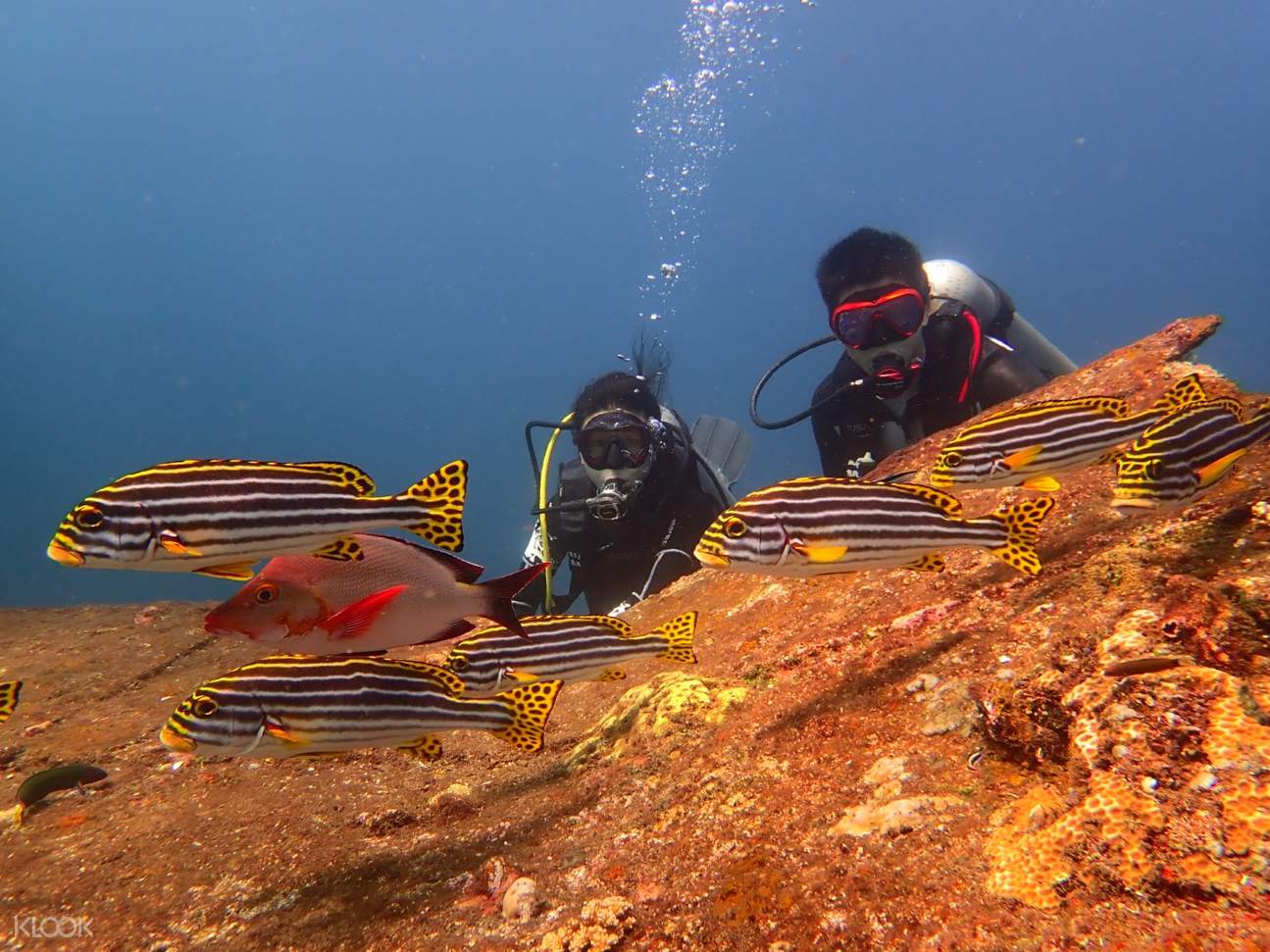 Discovery Scuba Diving In East Bali By Bali Aqua Dive Center in Bali ...