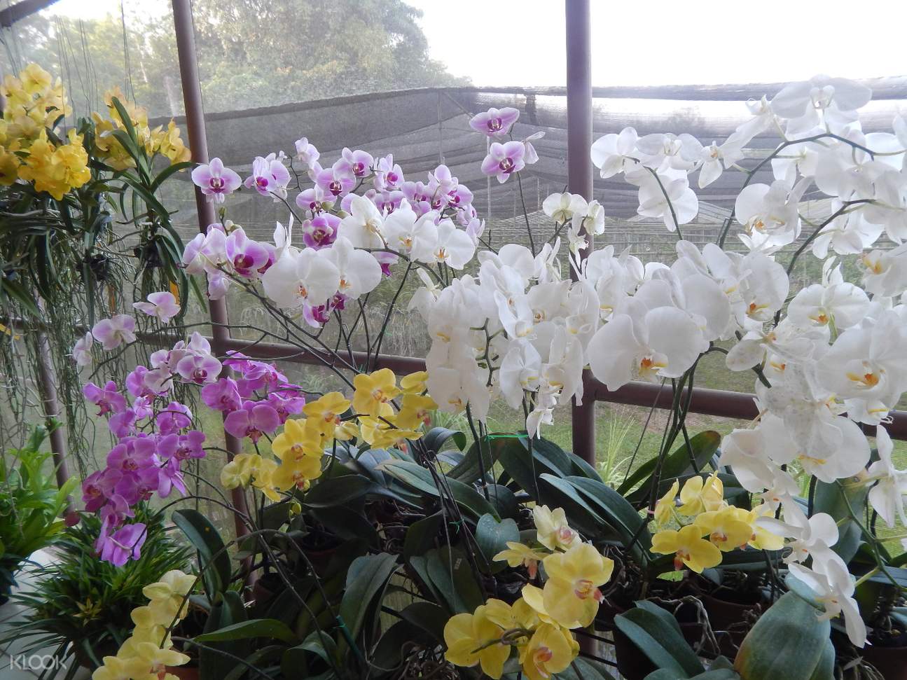 [SALE] Davao Philippine Eagle Center and Malagos Garden Resort Tour ...