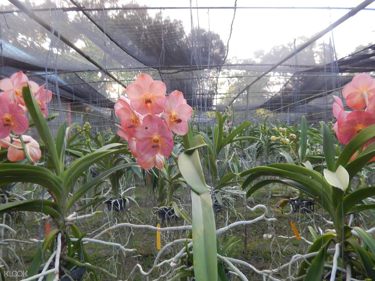 [SALE] Davao Philippine Eagle Center and Malagos Garden Resort Tour ...