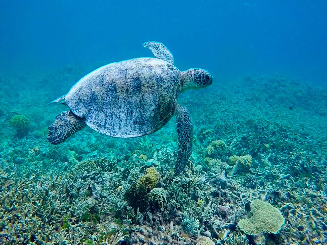 Sepanggar Island Diving Experience in Sabah, Malaysia - Klook ...