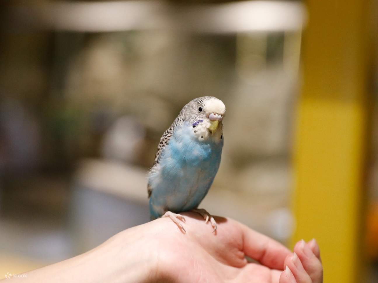 深圳WOWO窝窝萌宠乐园 (宝安大仟里店) - Klook客路