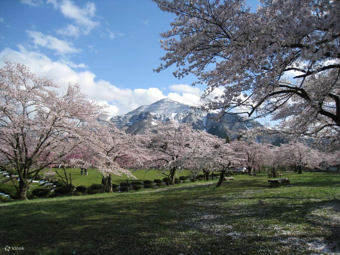 Chichibu Shibazakura Festival & Nagatoro Cherry Blossoms Festival - Klook Singapore