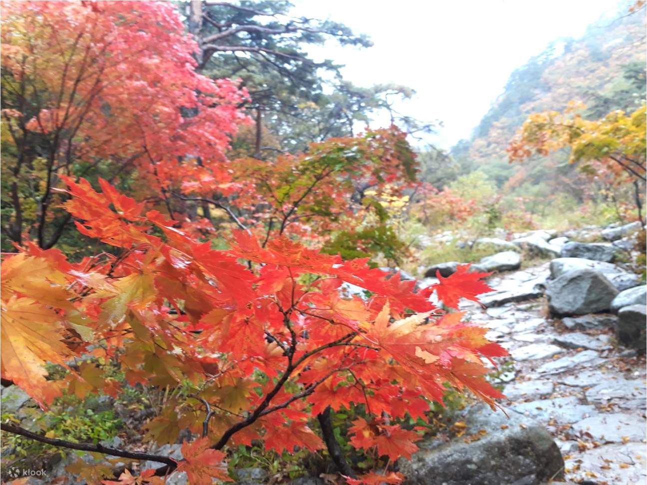 Naejangsan National Park & Jeonju Hanok Village One Day Tour from Seoul ...