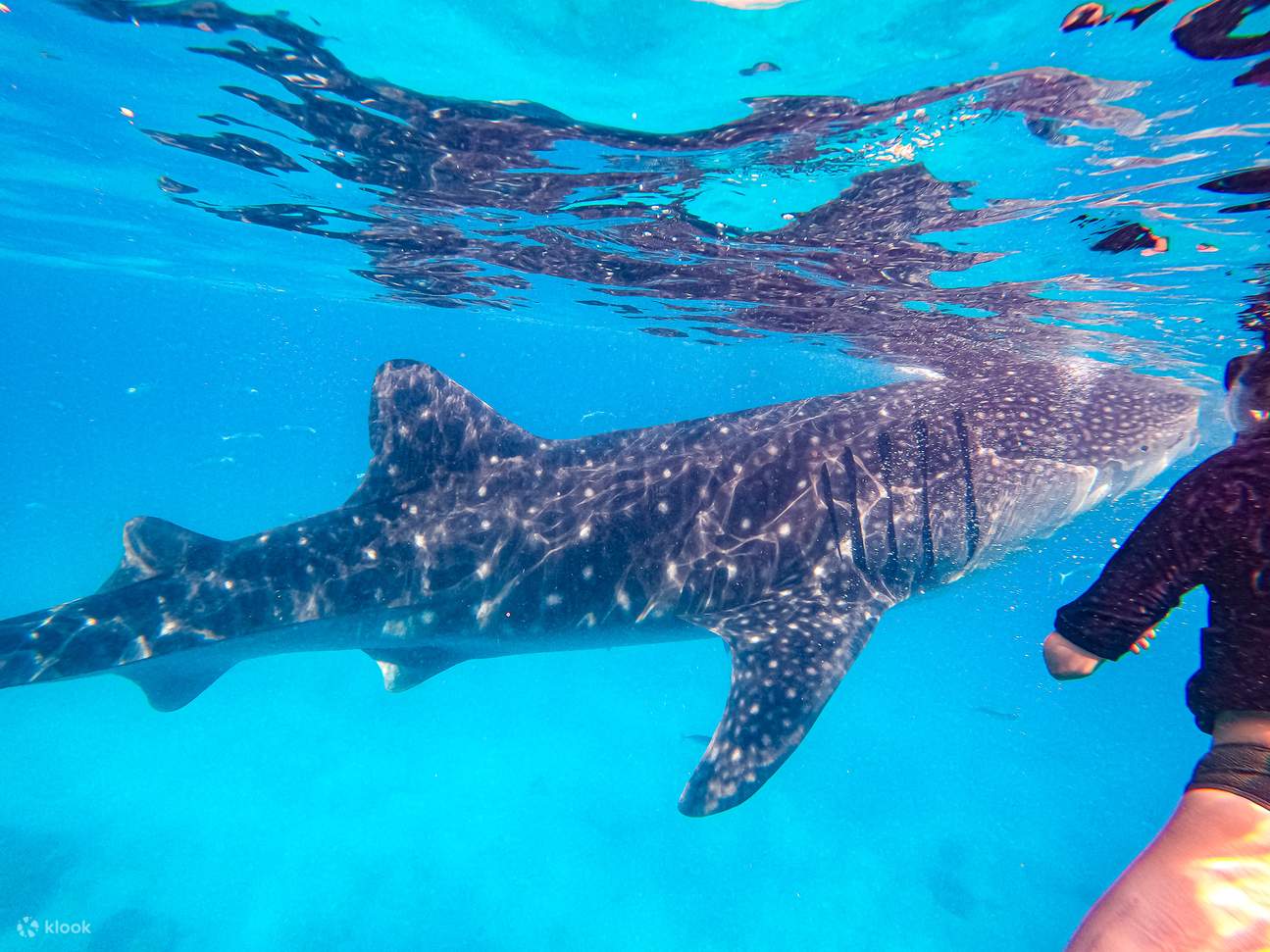 Whale Shark Snorkeling & Kawasan Falls Canyoning Tour - Klook Malaysia