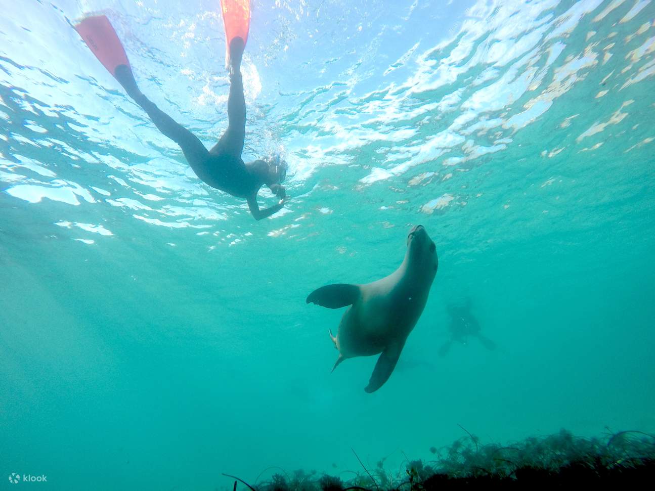 Ultimate Two Day Marine Adventure from Port Lincoln, Australia - Klook ...