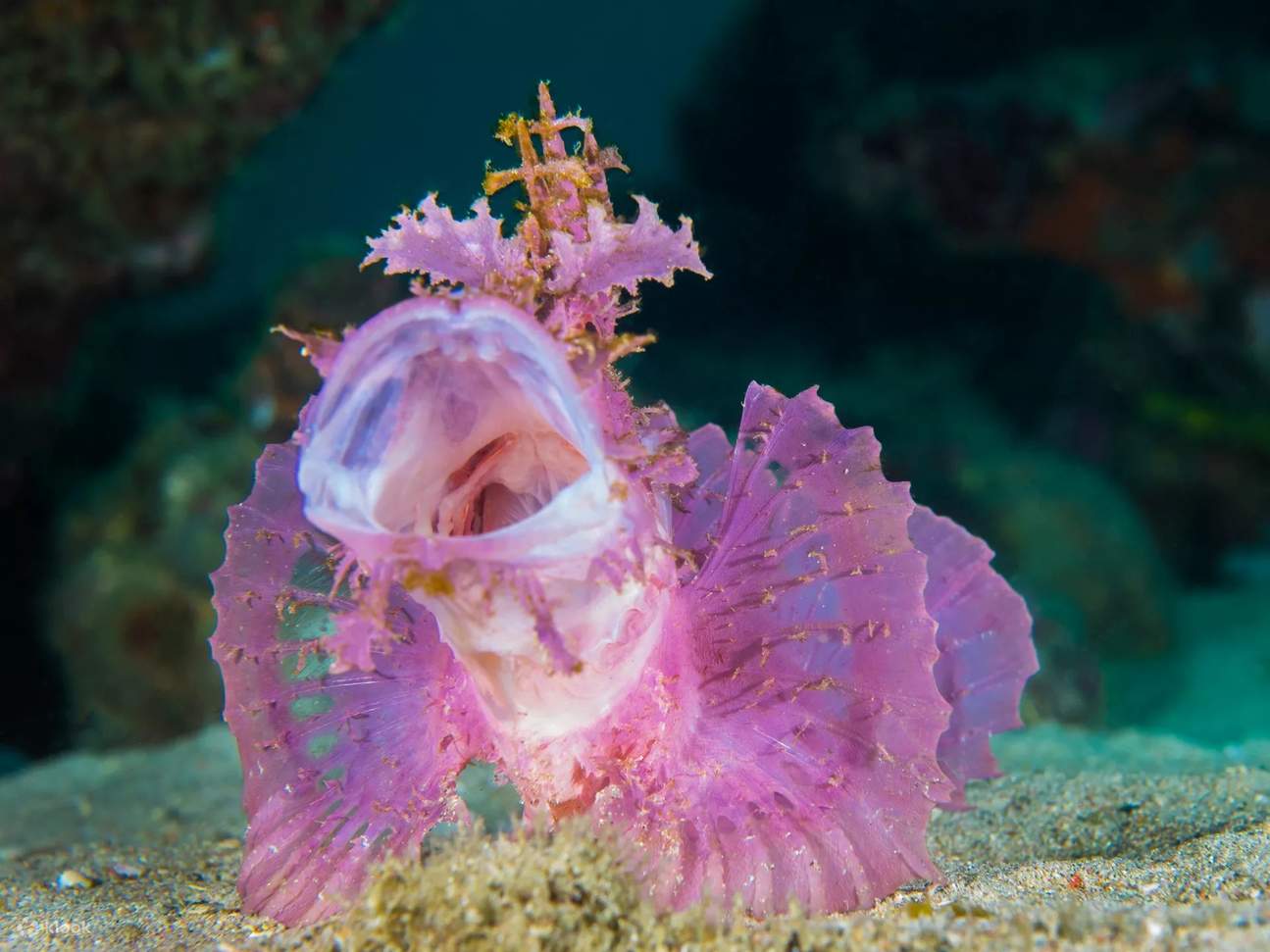 Experience an Exciting Full-Day Dive Trip in Luzon with a PADI 5 Star ...