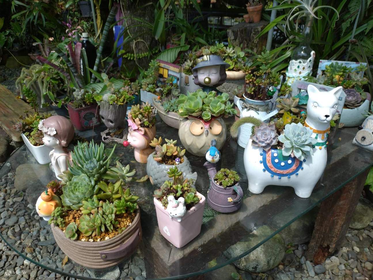 Yilan: DIY succulent plant potting experience - Klook