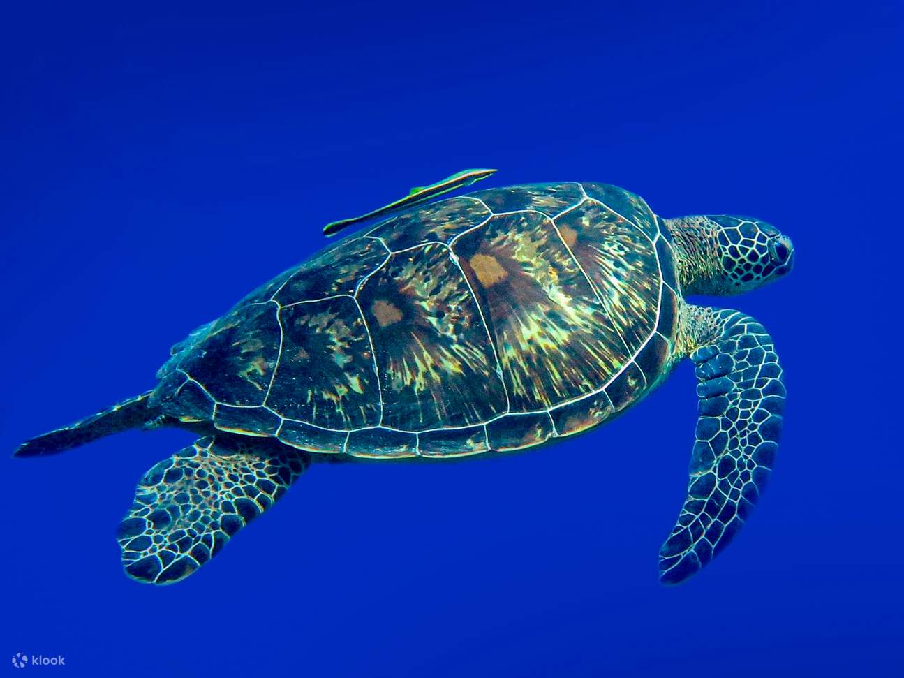 Explore Underwater Wonders: PADI Discover Scuba Diving in Negros Oriental with a PADI Resort - Klook