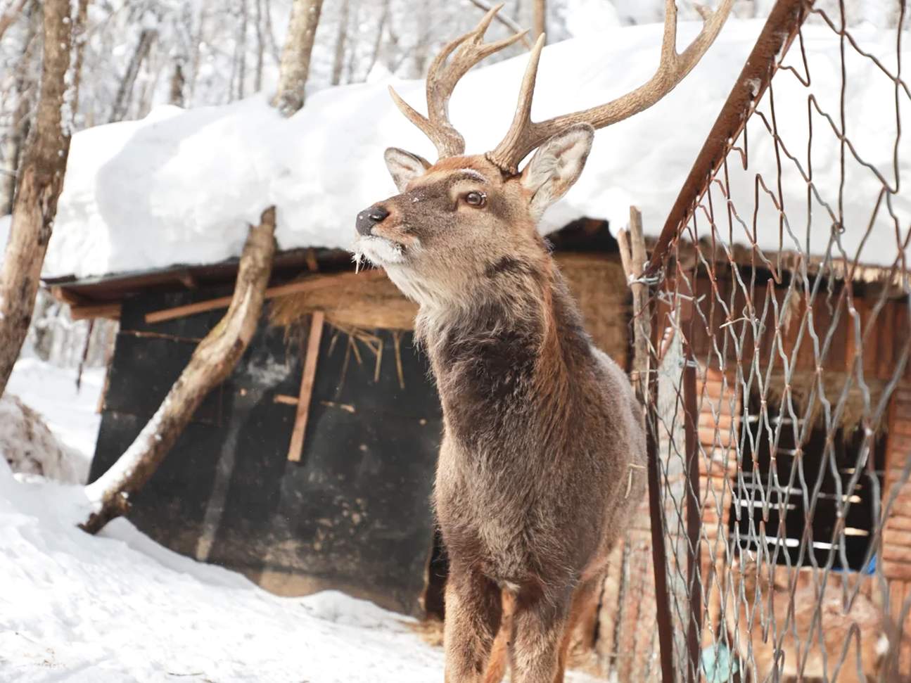 3-Day Snow Town, Harbin, Northeast China Tour (Yabuli Ski Resort ...