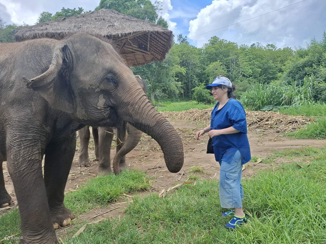 Living Green Elephant Sanctuary Chiang Mai - Klook Philippines