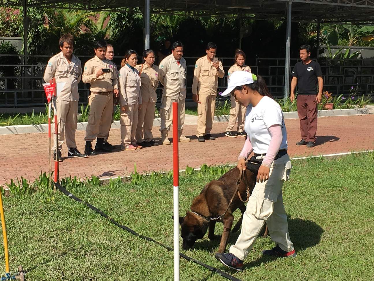 NPA Explosive Detection Dog Show Ticket in Siem Reap, Cambodia - Klook ...