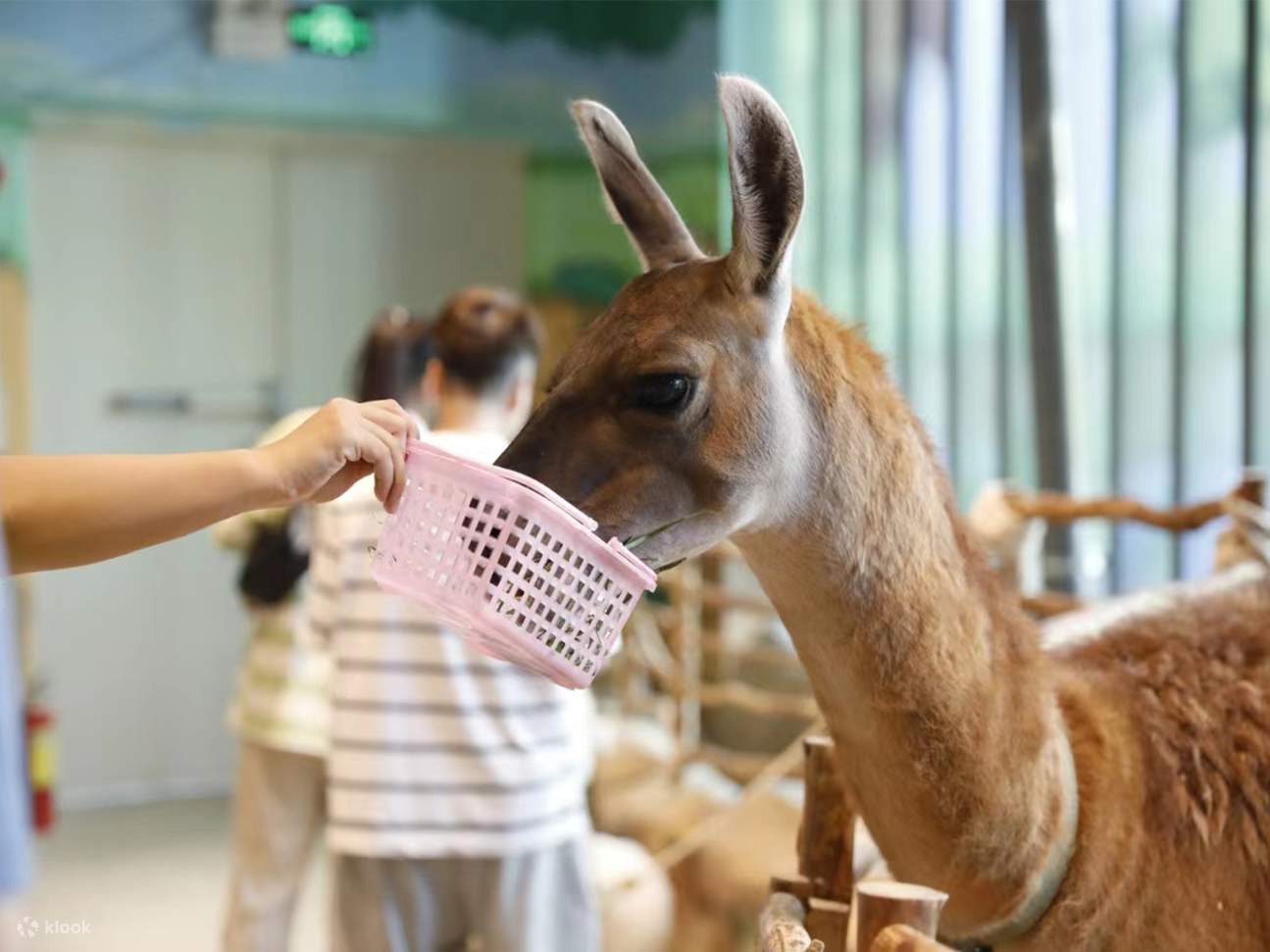 Shenzhen WOWO cute pet paradise (Baoan Daqianli store) - Klook Hong Kong