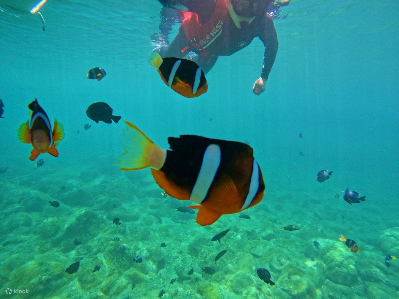 Penghu Snorkeling: South Penghu Marine National Park - Lavender Forest ...