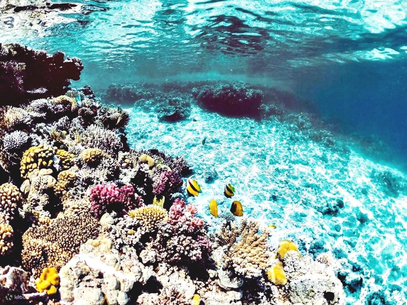 Pengembaraan Laut Merah Terbaik: Menonton Ikan Lumba-lumba, Snorkeling ...