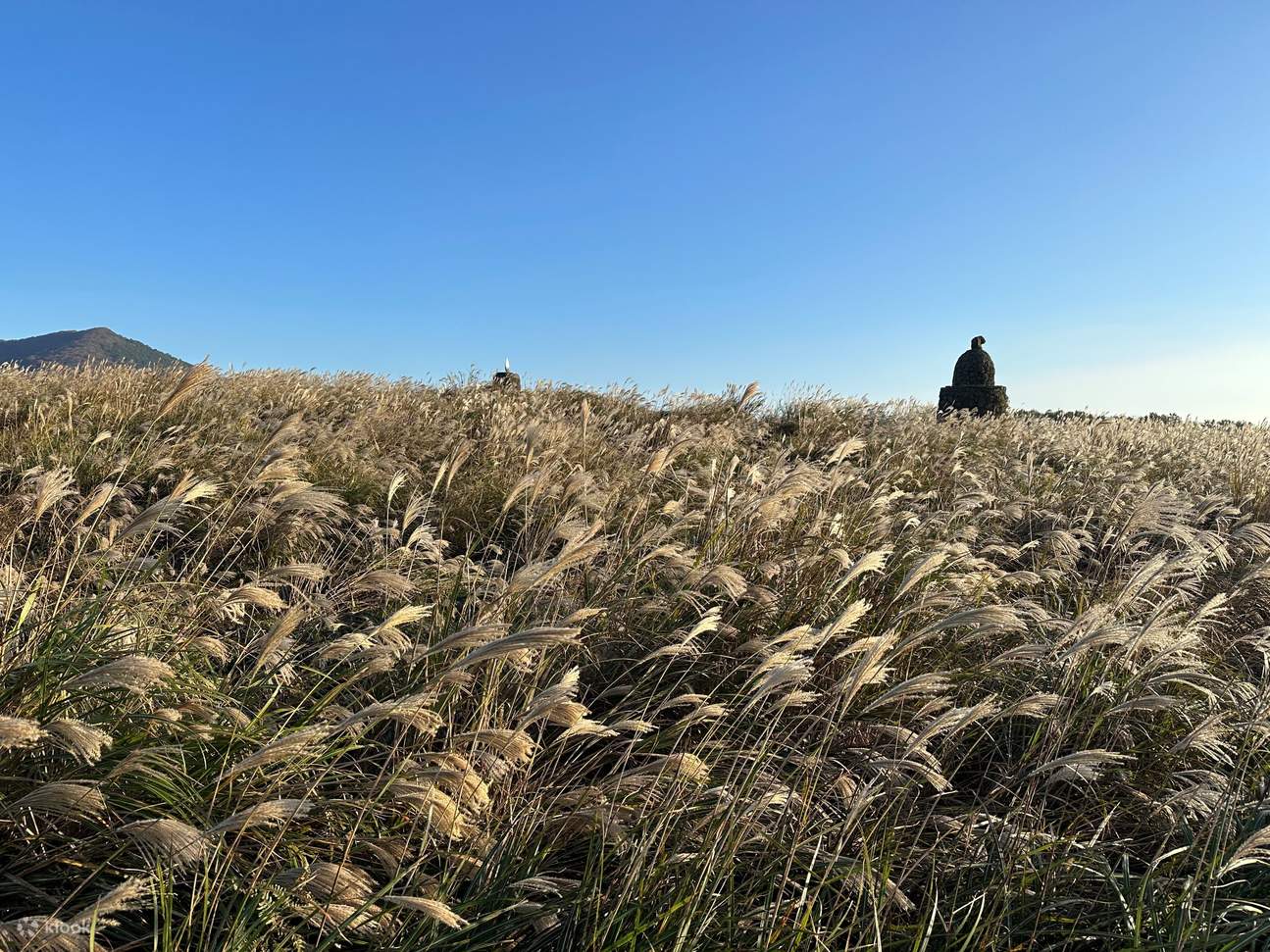 Jeju Fall Foliage, Tangerine Picking, Pink Muhly & Silver Grass Tour ...
