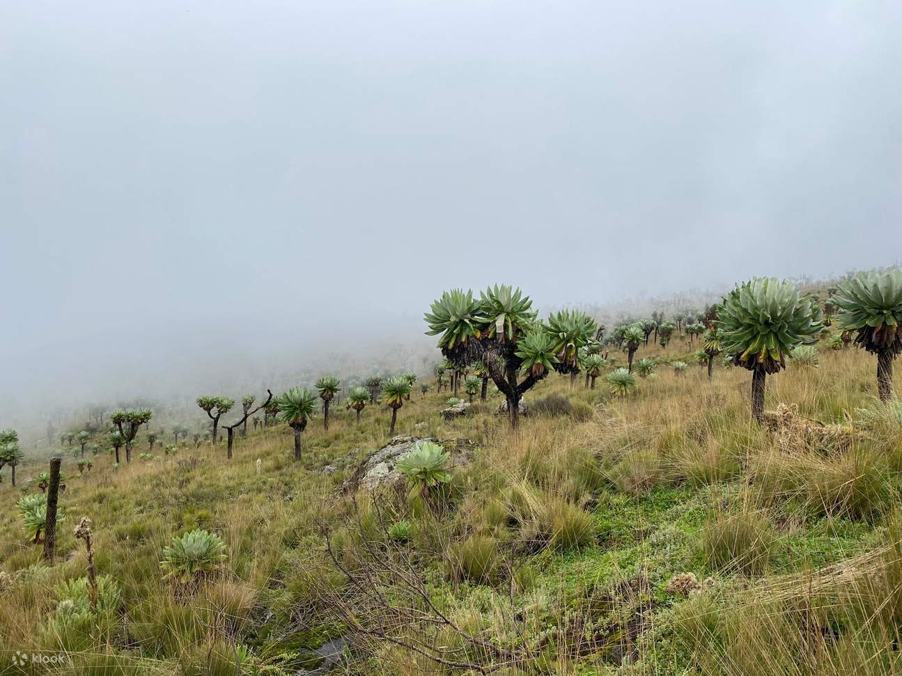 Discover Nature's Magic: One-Day Hike to the Enchanting Seven Ponds of ...