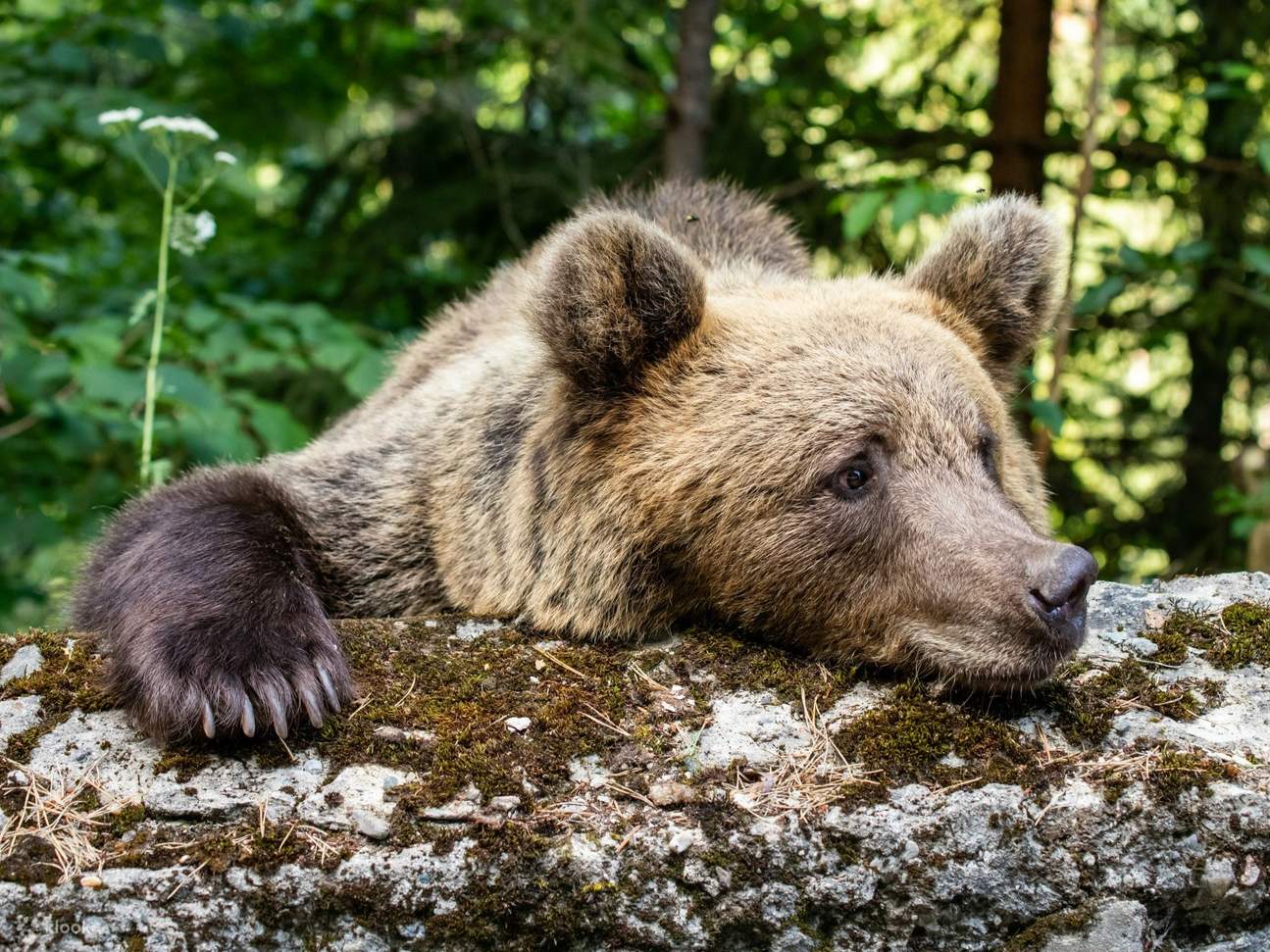 Explore the Fortress of the Bear and Raptor Center in Stika - Klook ...