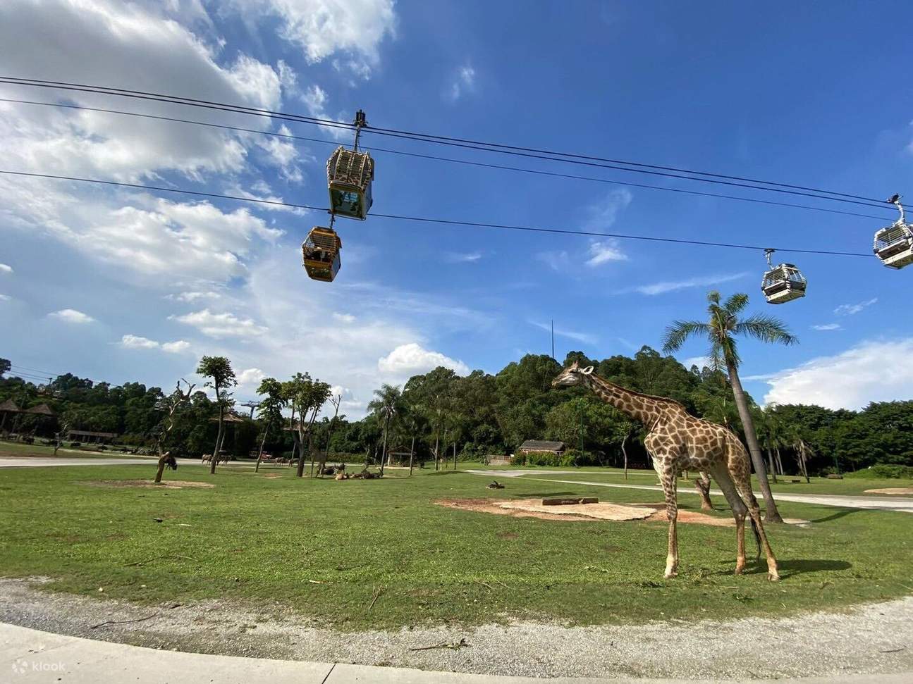 Private Car Tour: Guangzhou Zoo & Zhujiang New Town One-Day Trip ...