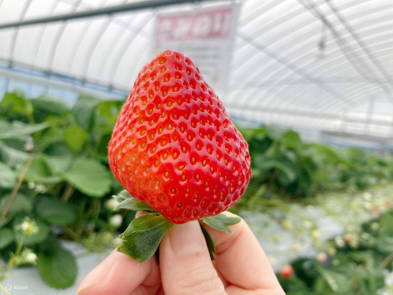 Strawberry Picking, Yanagawa, Koiki Shrine, & Dazaifu Day Tour - Klook ...