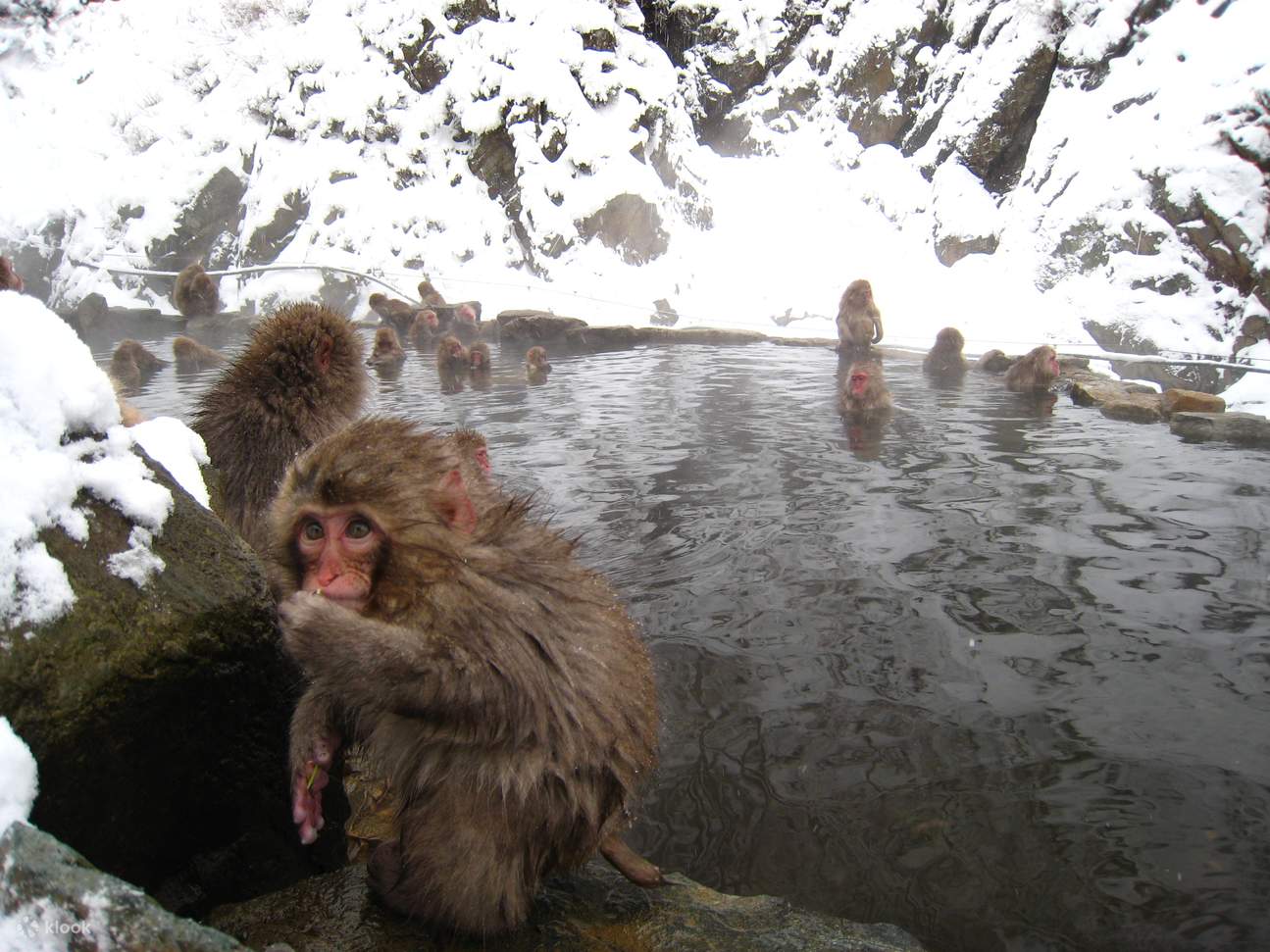 Snow Monkey & Shibu Onsen Private Tour - Klook Canada