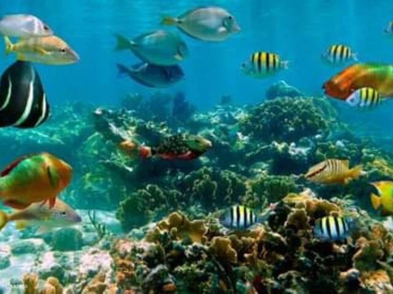 Cielo, Cielito, Palancar and Colombia Reefs Boat Tour in Mexico - Klook ...