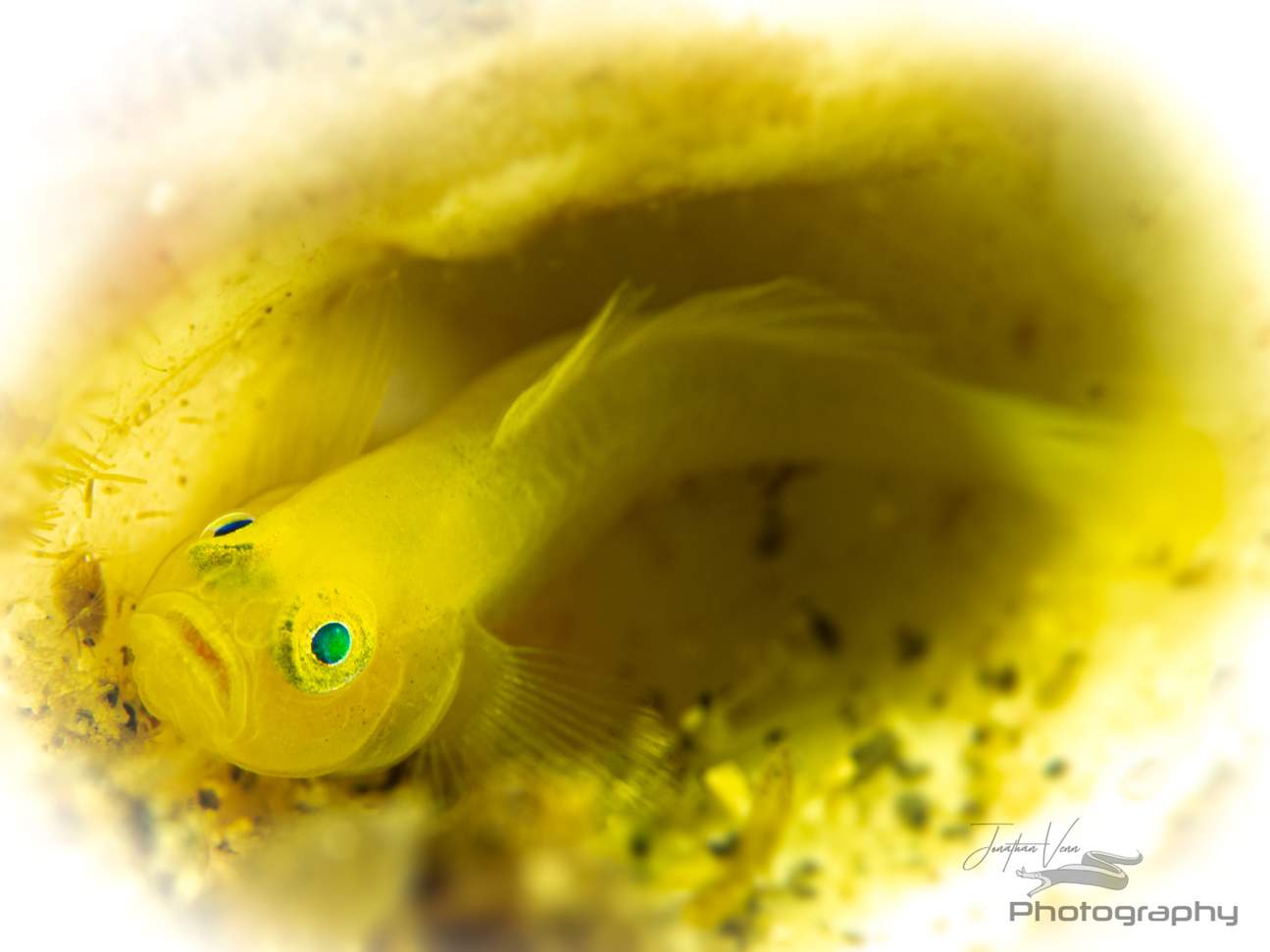 Rasakan Perjalanan Menyelam Setengah Hari yang Luar Biasa di Luzon ...