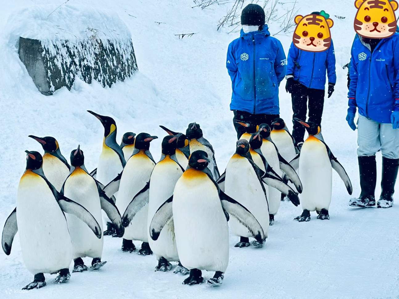 Kebun Binatang Asahiyama & Festival Es dan Salju Sounkyo & Tur Sehari Pabrik Sake Otokoyama ...