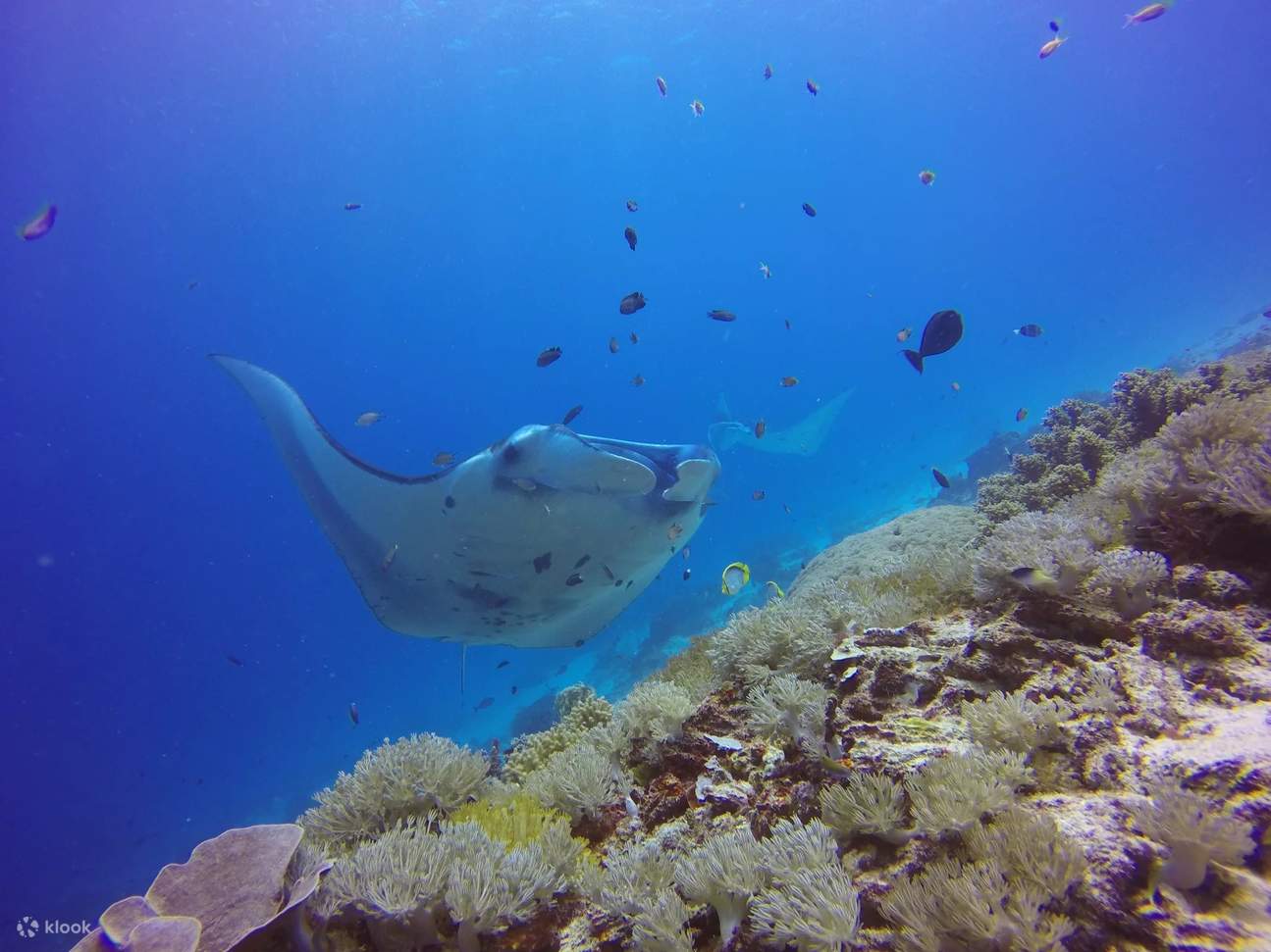 Unforgettable Full-Day Dive Trip with PADI 5 Star Dive Center in Komod ...