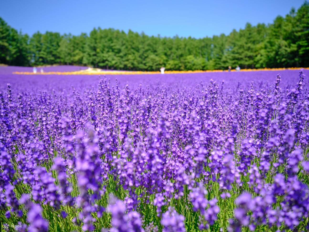 Departing from Sapporo | Furano Tomita Farm Flower Fields & Biei Green ...