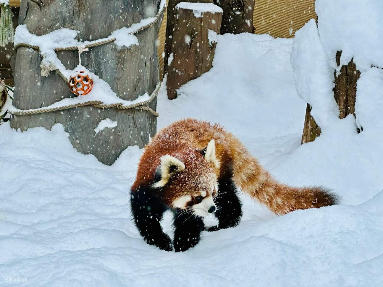 Asahiyama Zoo, Sounkyo Snow Festival, and Otokoyama Sake Brewery Day ...