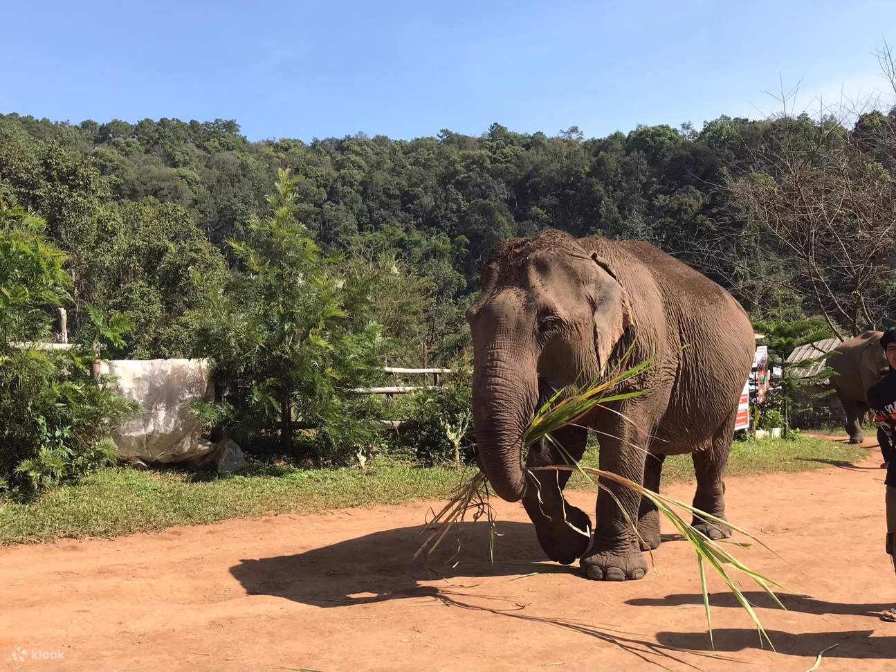 One Day Visit to Elephant Land - Klook Philippines