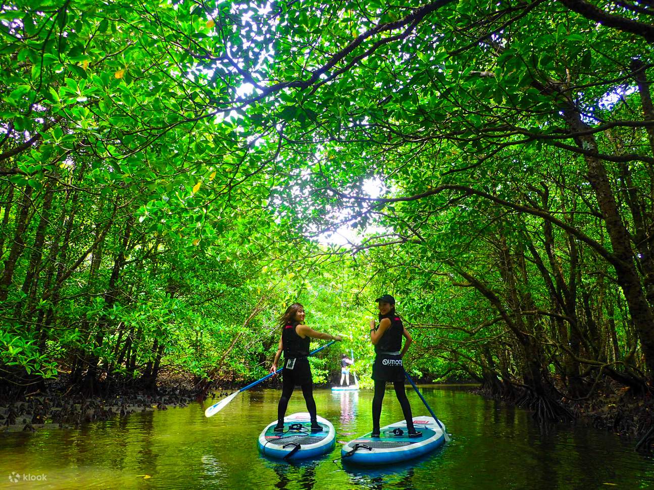SUP atau Kano di Hutan Mangrove - Klook Indonesia