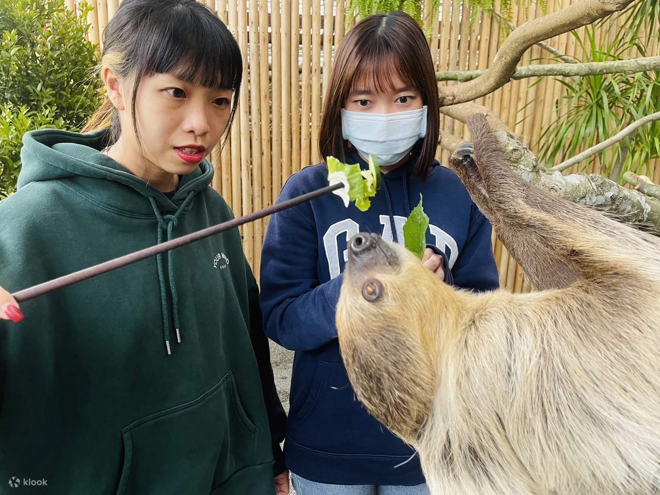 宜兰｜张美阿嬷农场｜水豚君・梅花鹿・袋鼠・草泥马｜喂食趣・diy套票 Klook客路