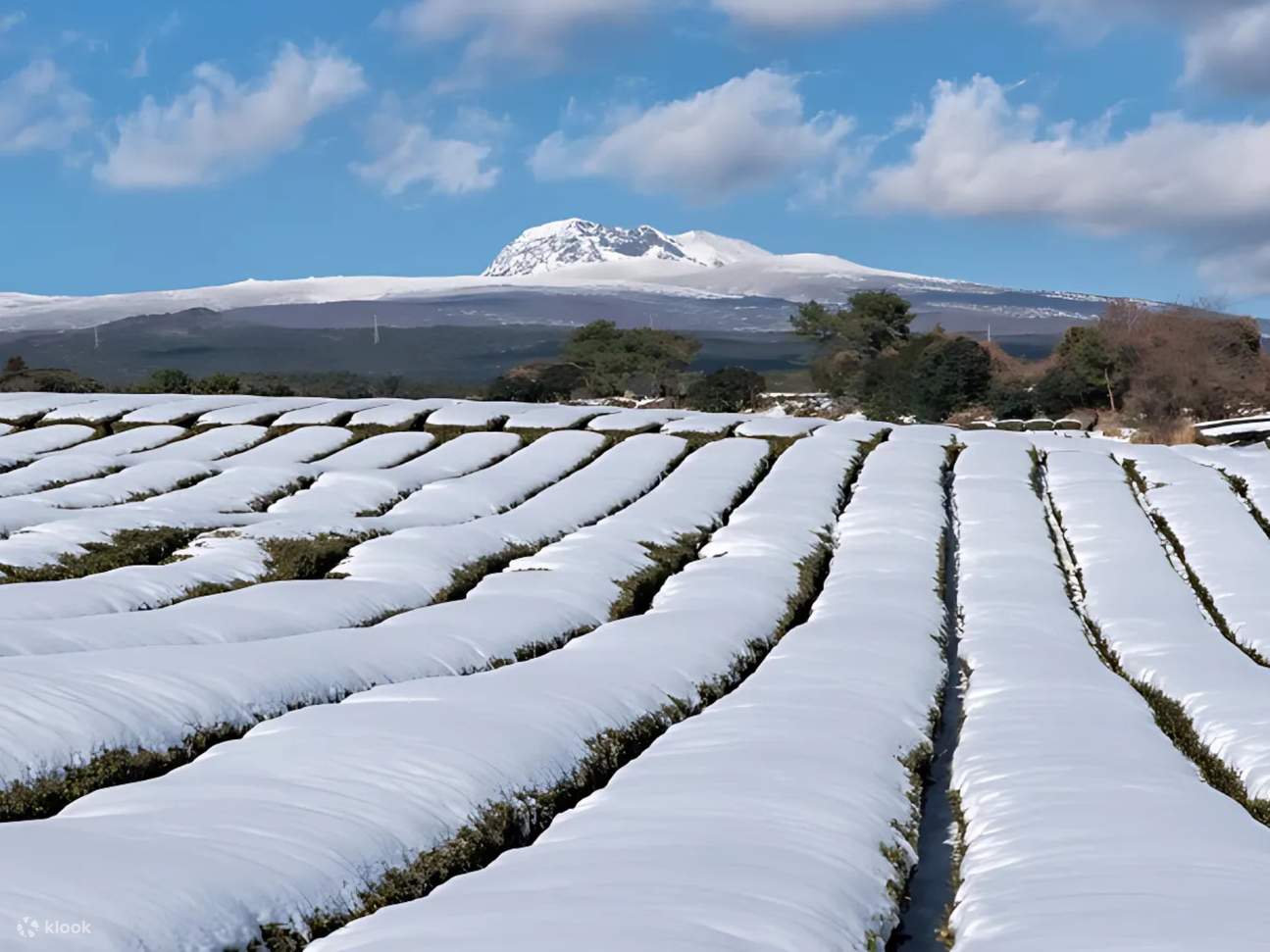Jeju Camellia & Tangerine & Snow Winter Seasonal Tour - Klook Philippines
