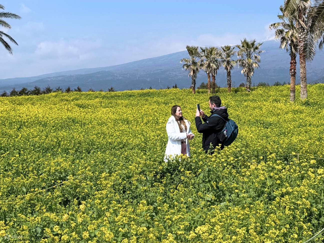 2025 Jeju's Canola Flower Tour With UNESCO Spot, Hotel Pick Up - Klook ...