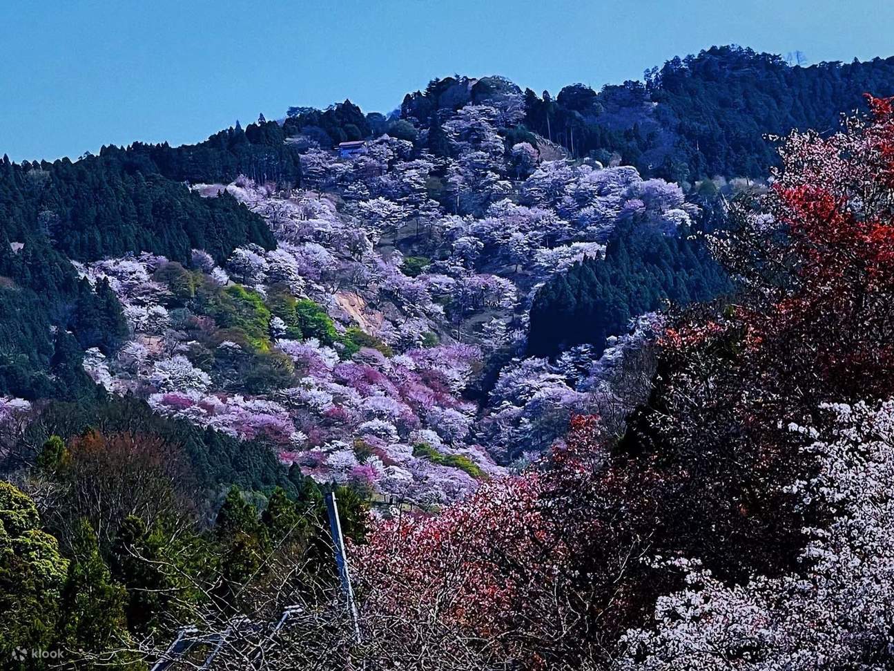 Mt Yoshino Join In Day Bus Tour from Nagoya | Klook