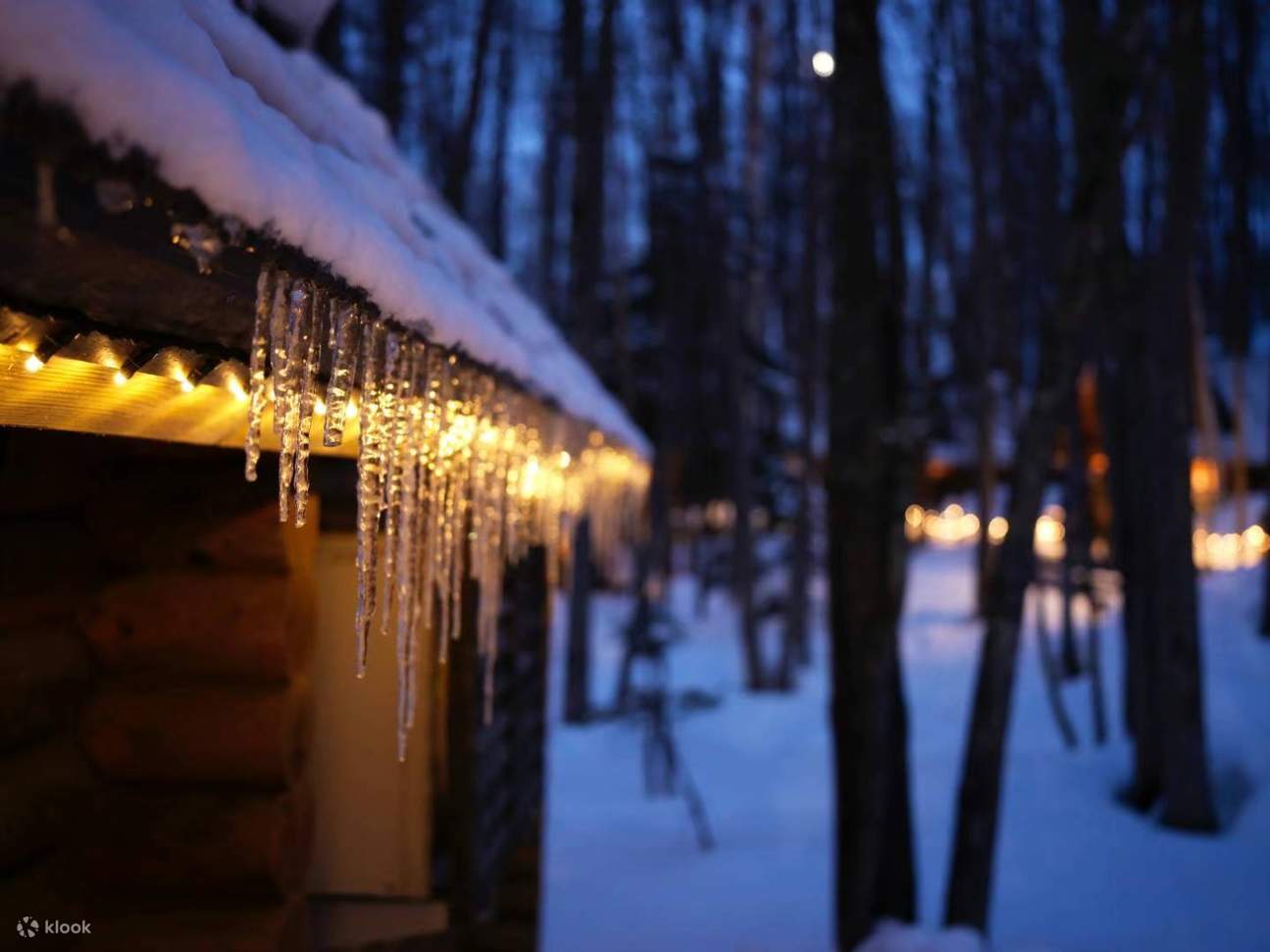 Hokkaido｜Asahikawa Zoo & Shikicai Hill & Biei Christmas Tree & Forest ...