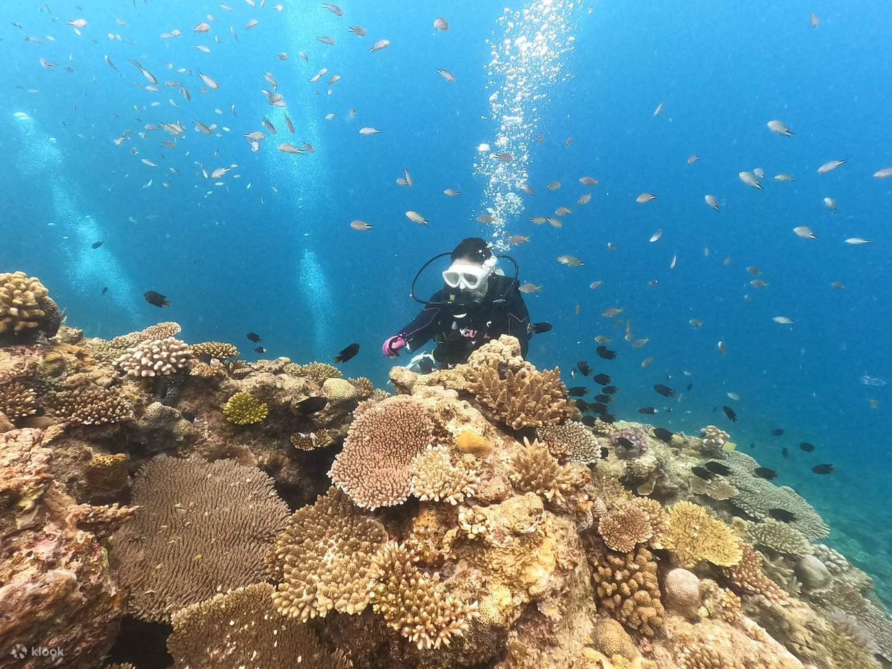 Okinawa: Discover SCUBA Diving at Minna, Sesoko or Motobu - Klook Australia