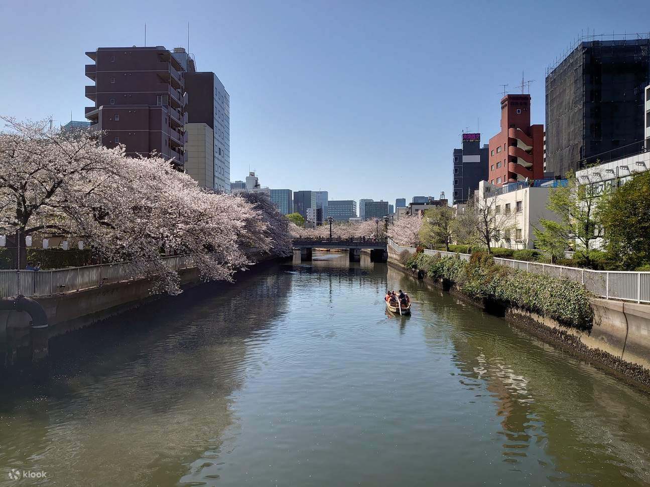 Cherry Blossom Sightseeing River Boat Experience with Lunch/Dinner - Klook
