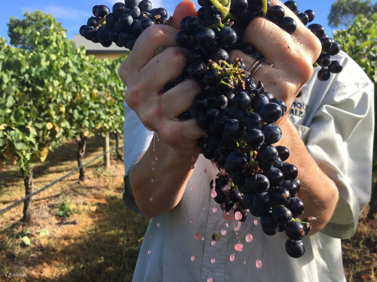 Tranquil Vale Vineyard Wine Tasting in Hunter Valley - Klook