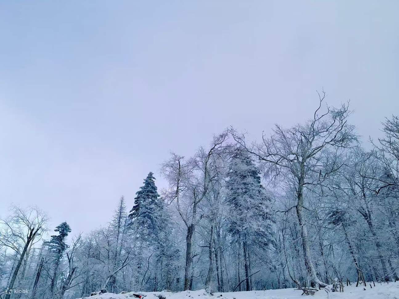 3-Day Winter Tour to Northeast China's Harbin Snow Town (Ice and Snow ...