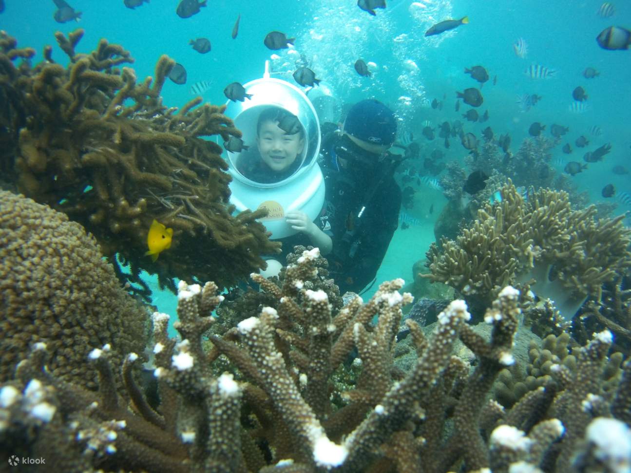 Scuba Diving or Sea Walking Experience in Hon Soi island Nha Trang ...