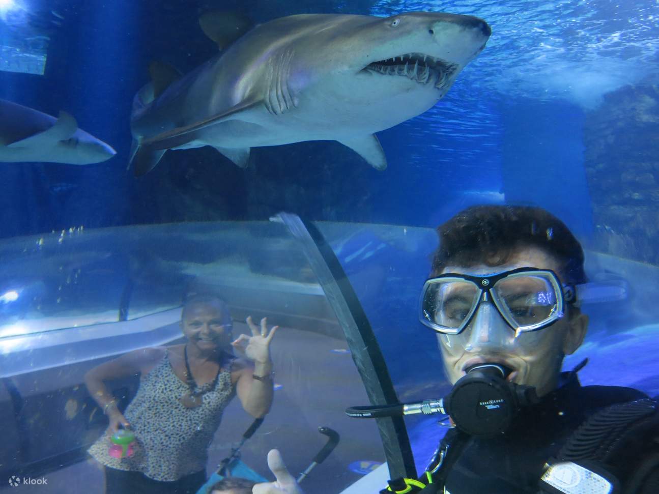 Sea Life Sunshine Coast Aquarium Shark Dive Xtreme Experience Klook